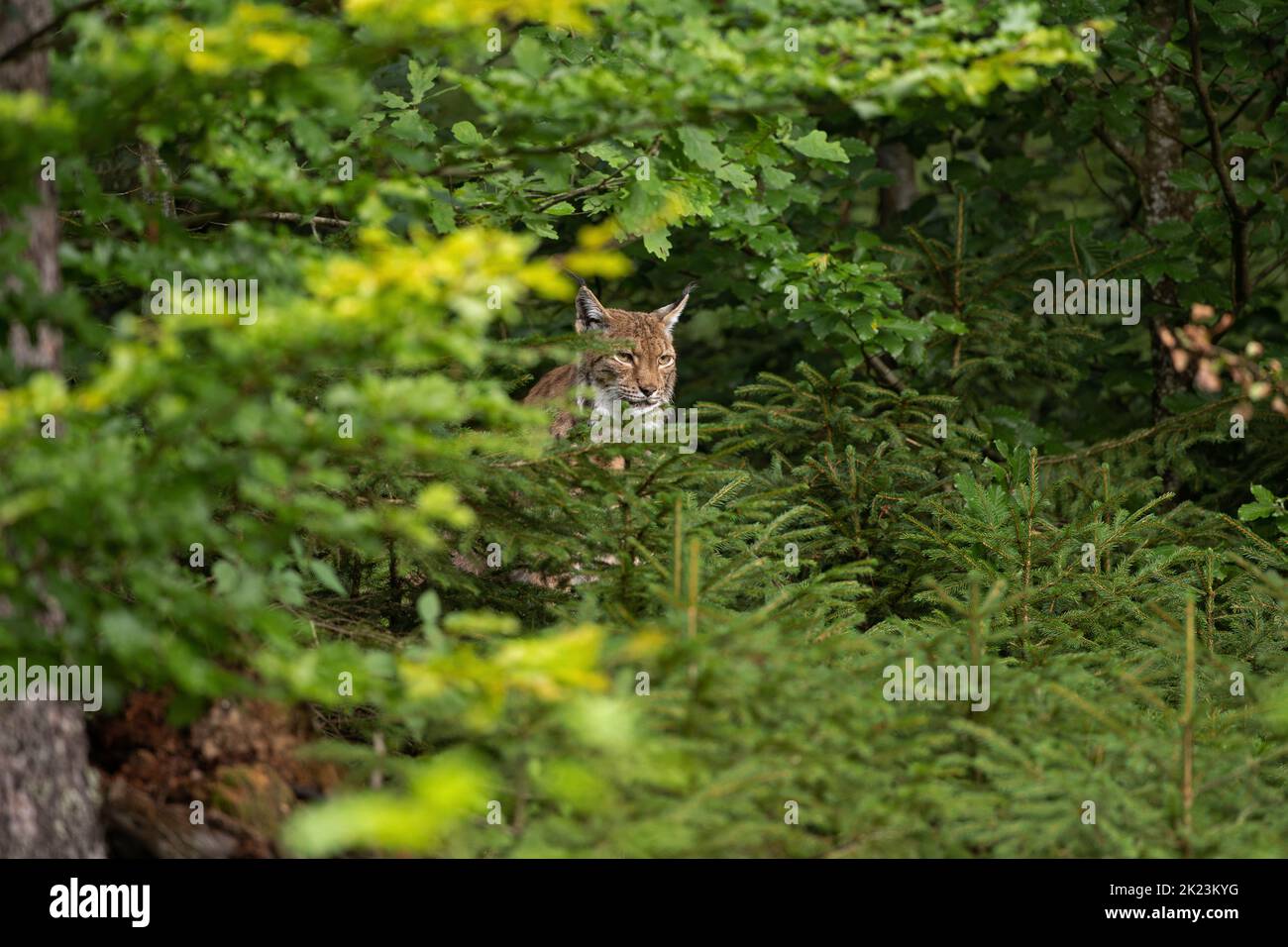 Eurasian lynx, hiding in the forest. Small lynx hiding in the bushes ...
