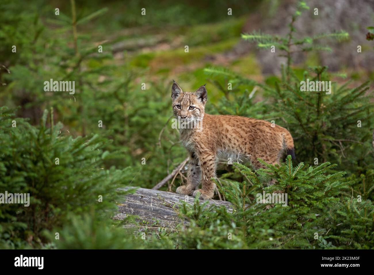 Eurasian lynx, hiding in the forest. Small lynx hiding in the bushes ...