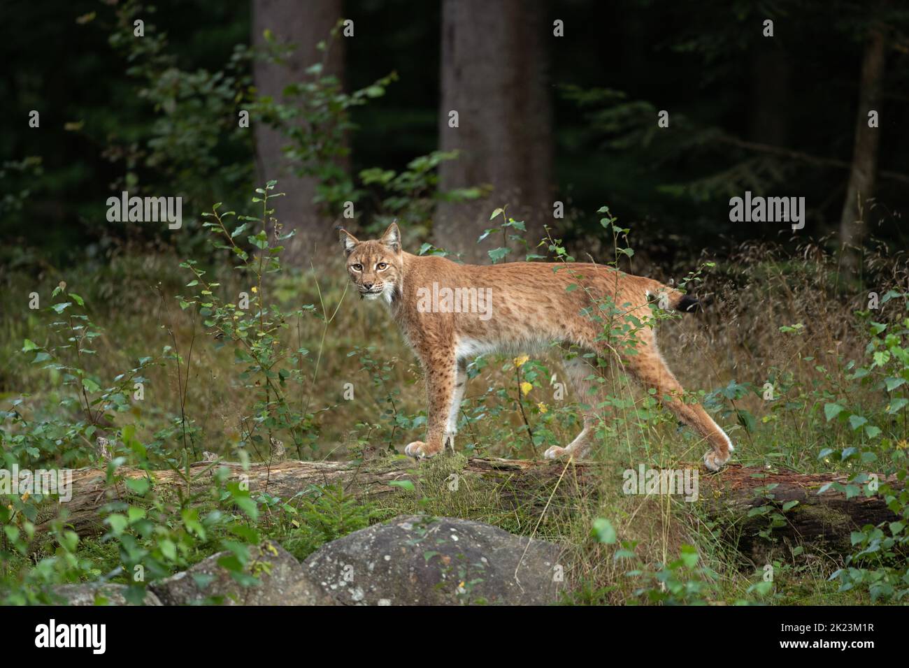 Eurasian lynx, hiding in the forest. Small lynx hiding in the bushes ...