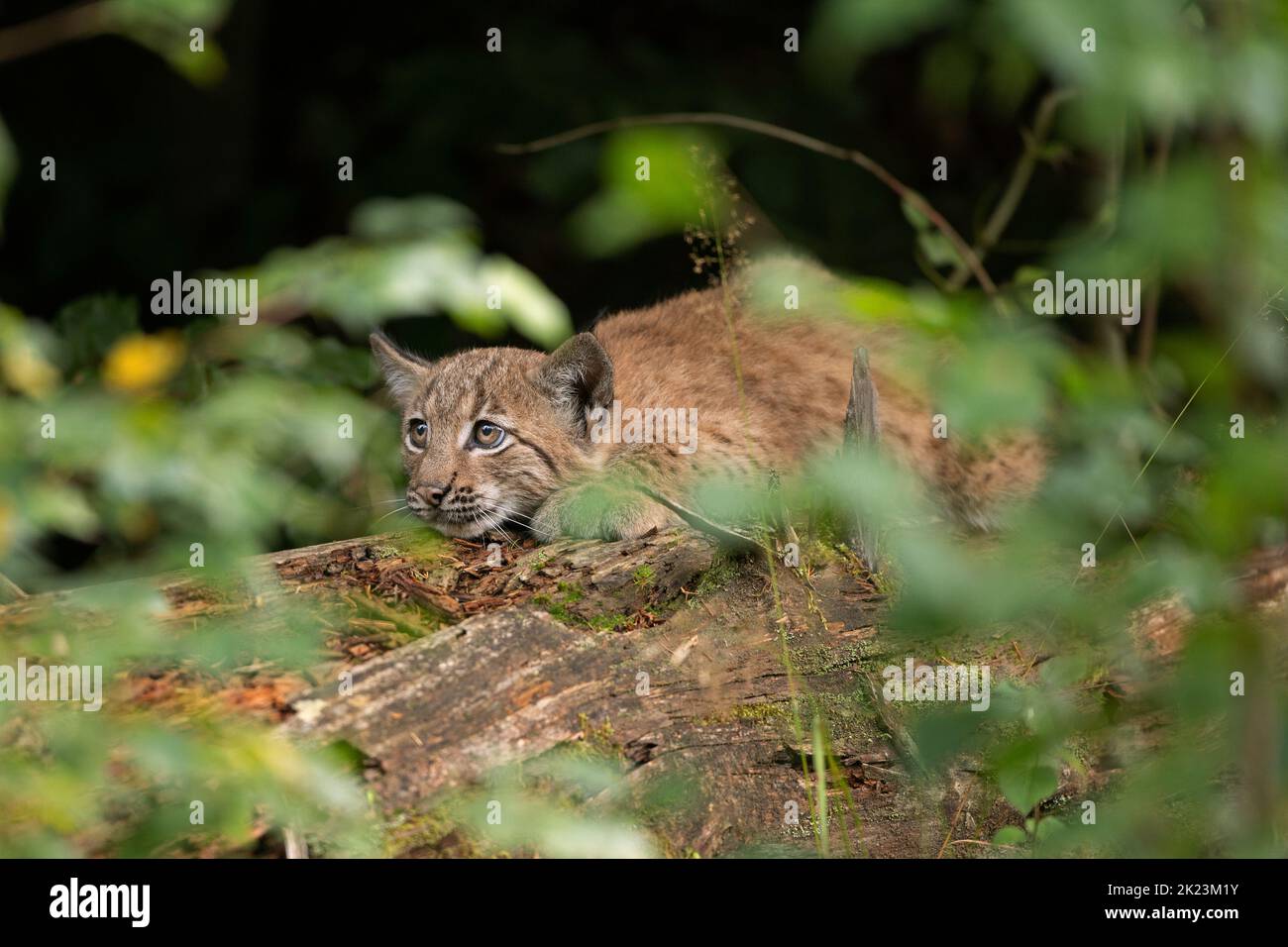 Eurasian lynx, hiding in the forest. Small lynx hiding in the bushes ...
