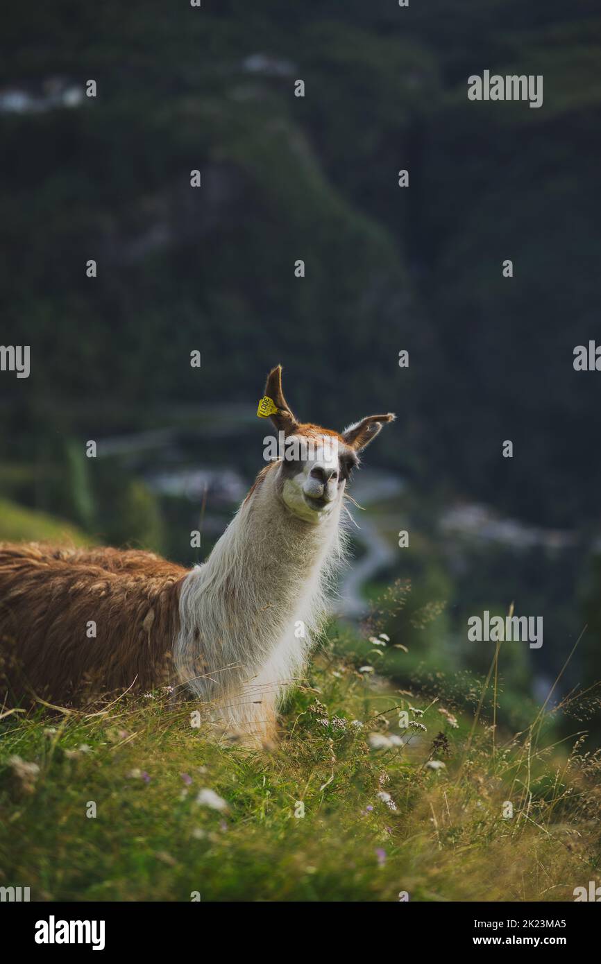 Wild lamas hi-res stock photography and images - Alamy