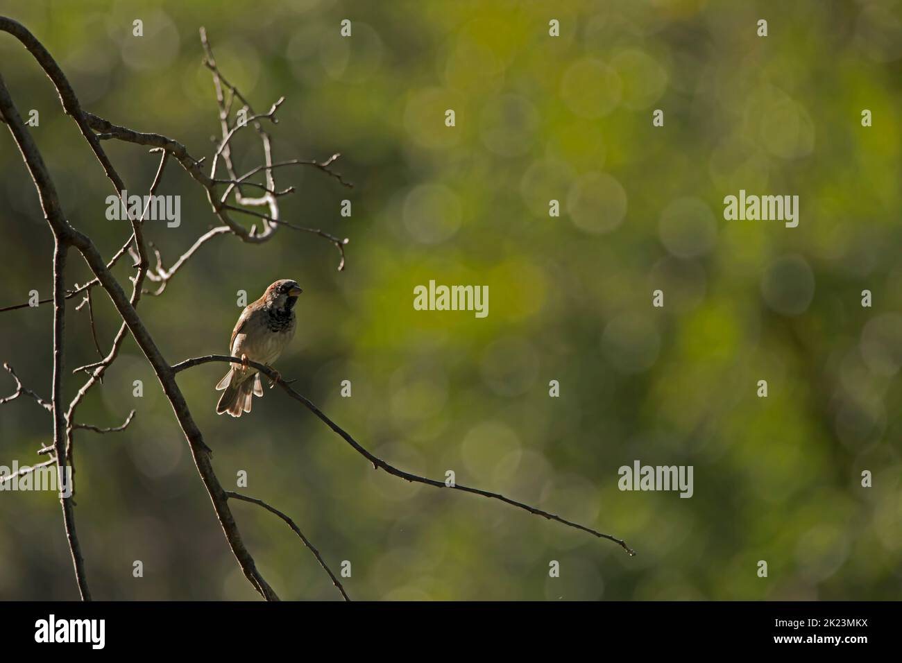 Empty tree branch hi-res stock photography and images - Alamy