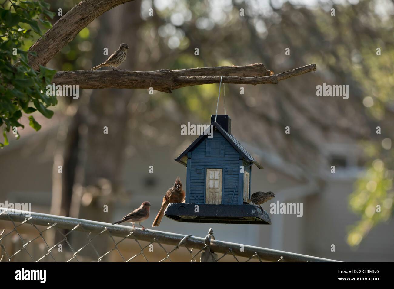 Northern cardinal, Cardinalis cardinalis, and female house finch ...