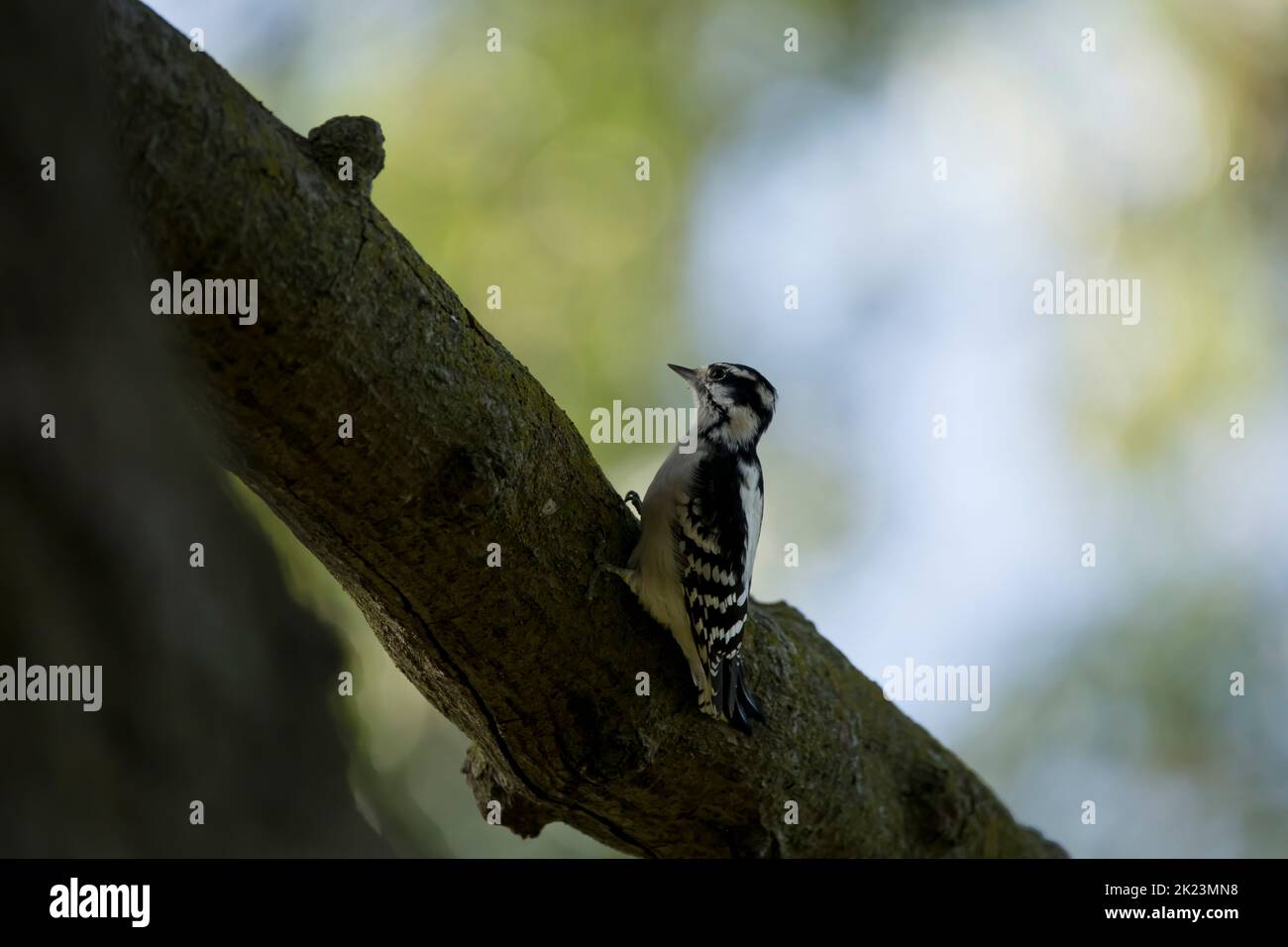Side view of a female downy woodpecker looking for insects on an oak ...