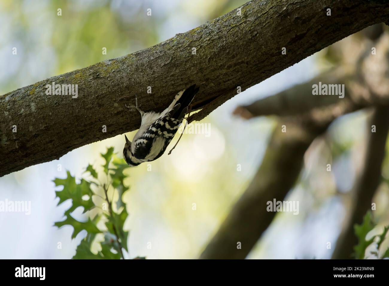 Female downy woodpecker upside down on an oak tree branch looking for ...