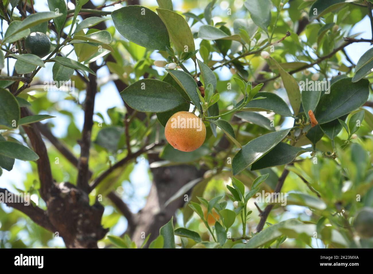 Orange calamondin fruit tree baring fruit on a warm summer day Stock ...