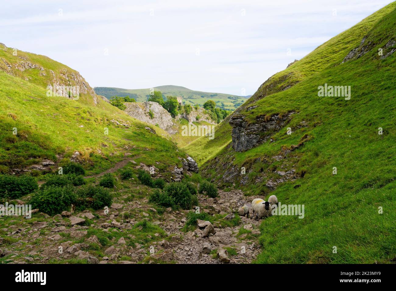 Sheep follow the steep, rough and rock covered path up through Cave ...
