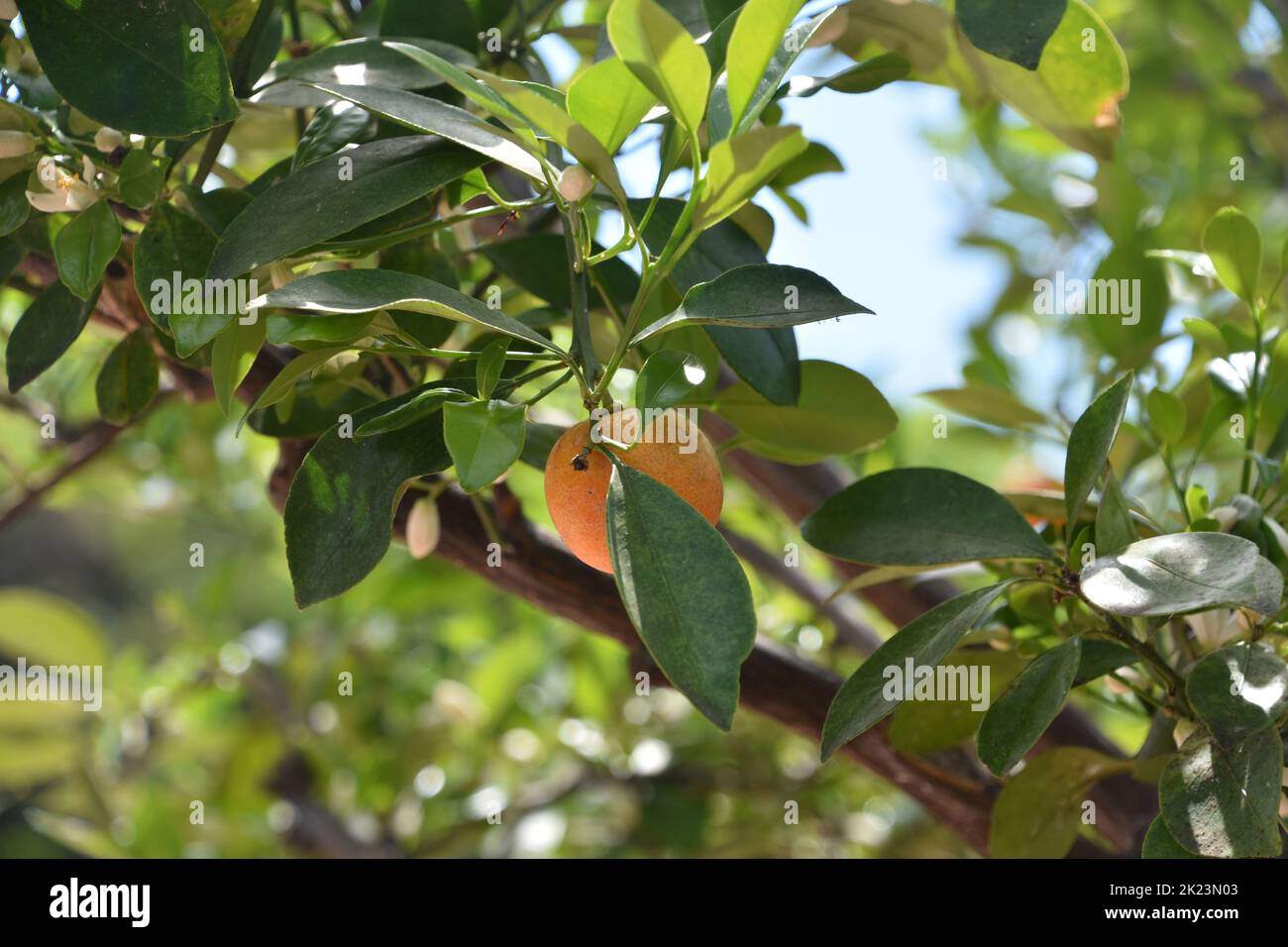 Orange calamandarin fruit hanging down from a tree branch Stock Photo ...