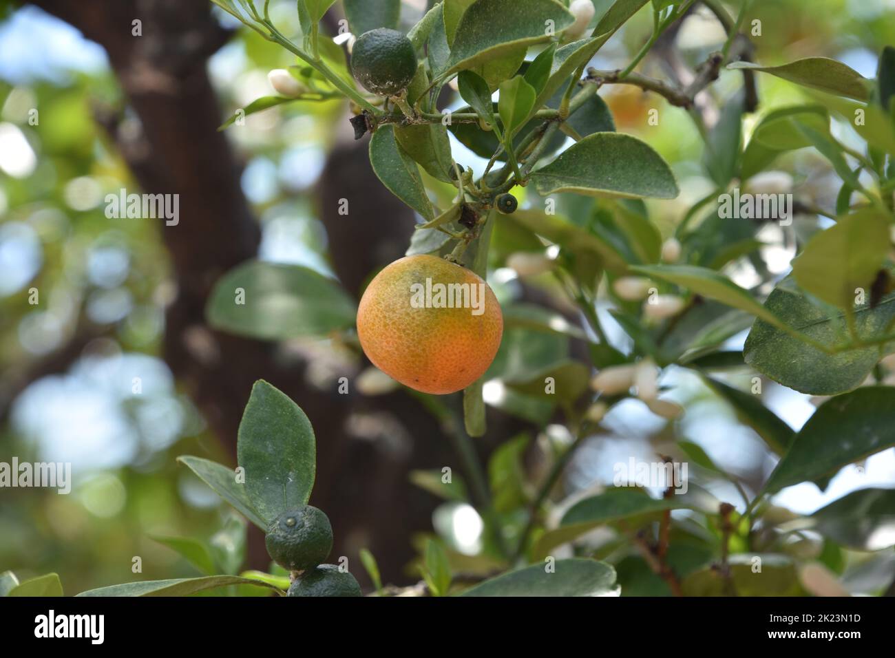 Fresh calamandarin orange fruit tree with orange fruit ripening Stock ...