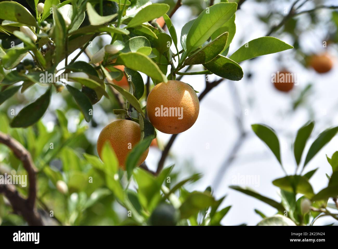 Orange calamondin fruit tree with fruit ripening on its branches Stock ...