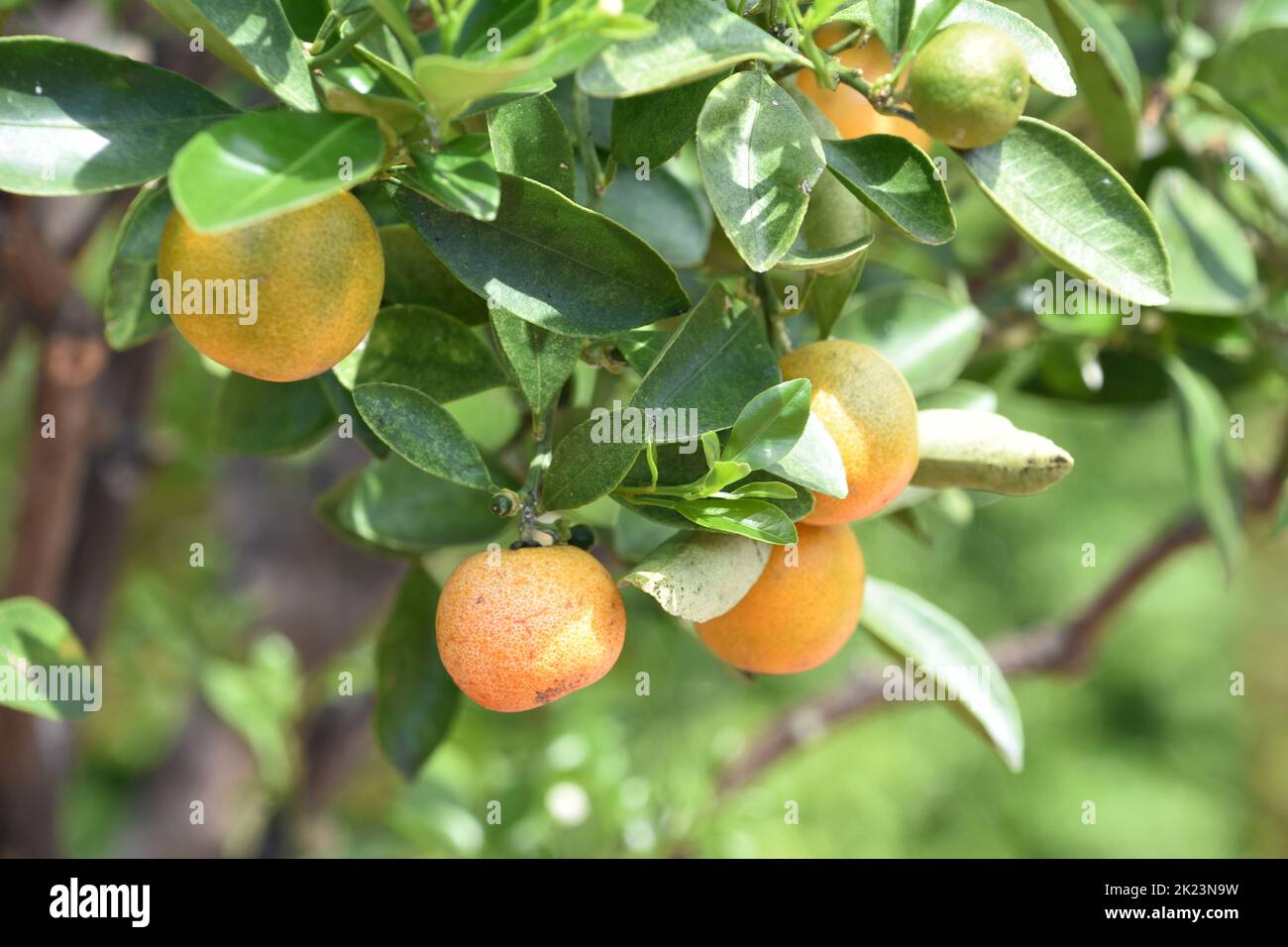 Cluster of orange calamondin fruit hanging from a branch on a tree ...