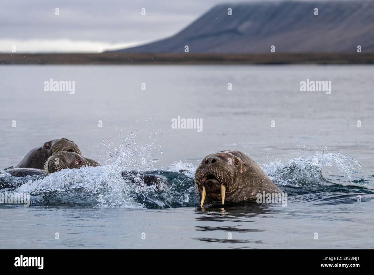 Atlantic walrus (Odobenus rosmarus). This large, gregarious relative of ...