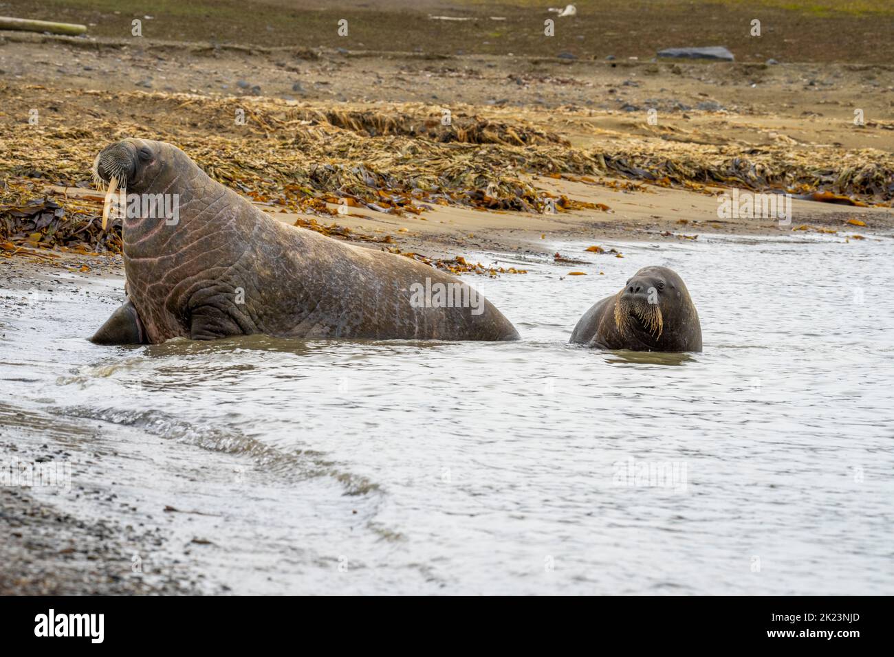 Atlantic walrus (Odobenus rosmarus). This large, gregarious relative of ...