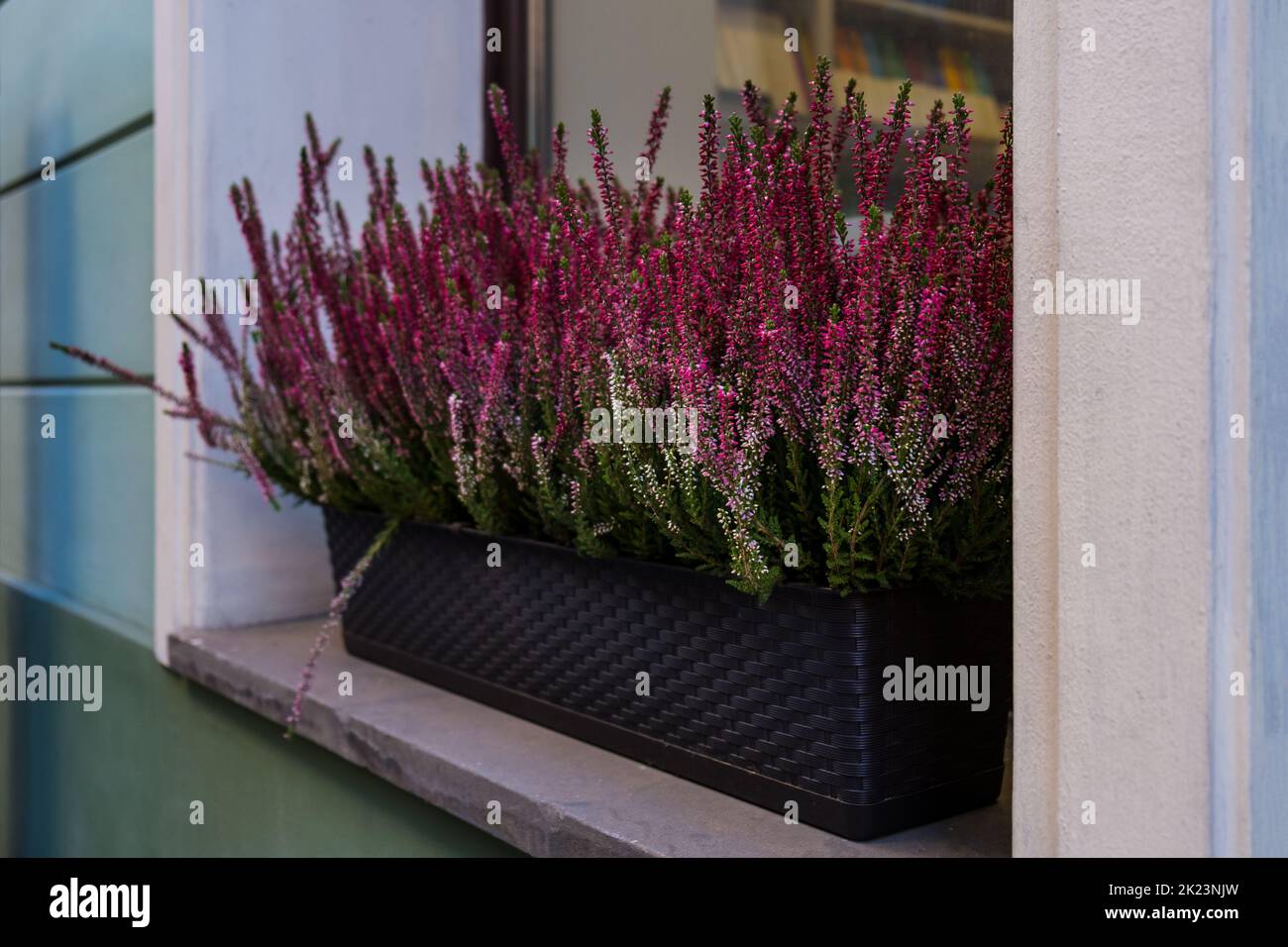 Blooming wild purple common heather (Calluna vulgaris Stock Photo - Alamy