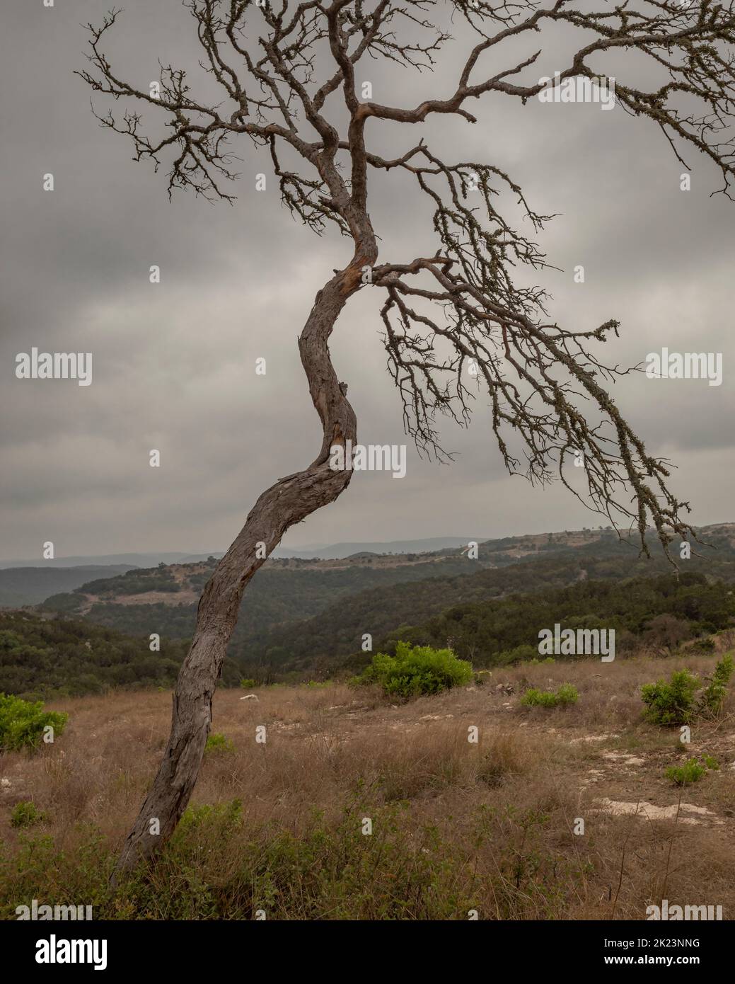 Dead trees in texas hi-res stock photography and images - Alamy