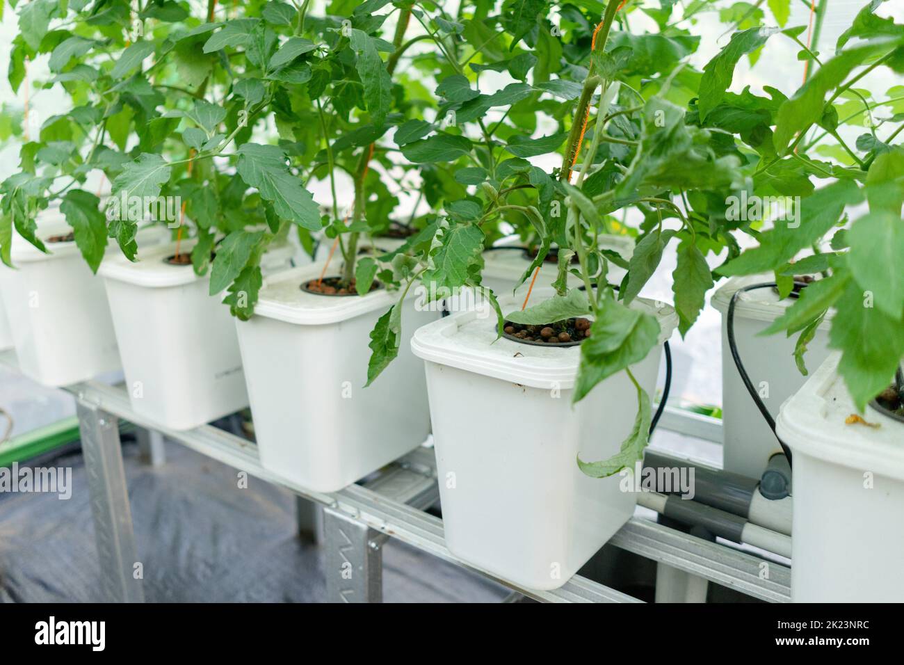 Melon fruit trees (Cucumis melo) planted on clean hydroponics pot ...