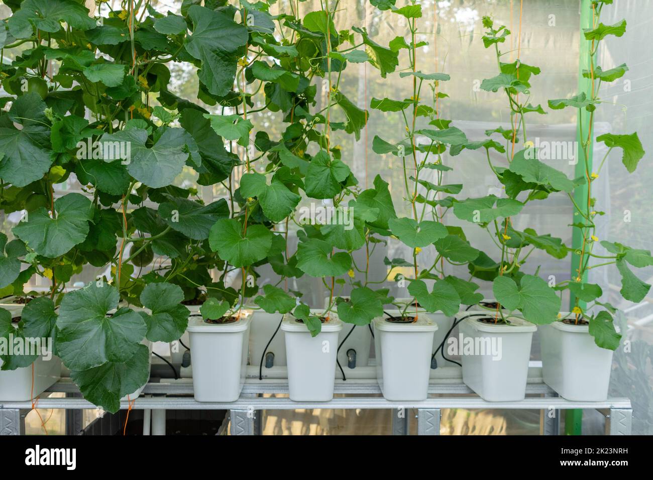Hydroponics farming system hi-res stock photography and images - Alamy