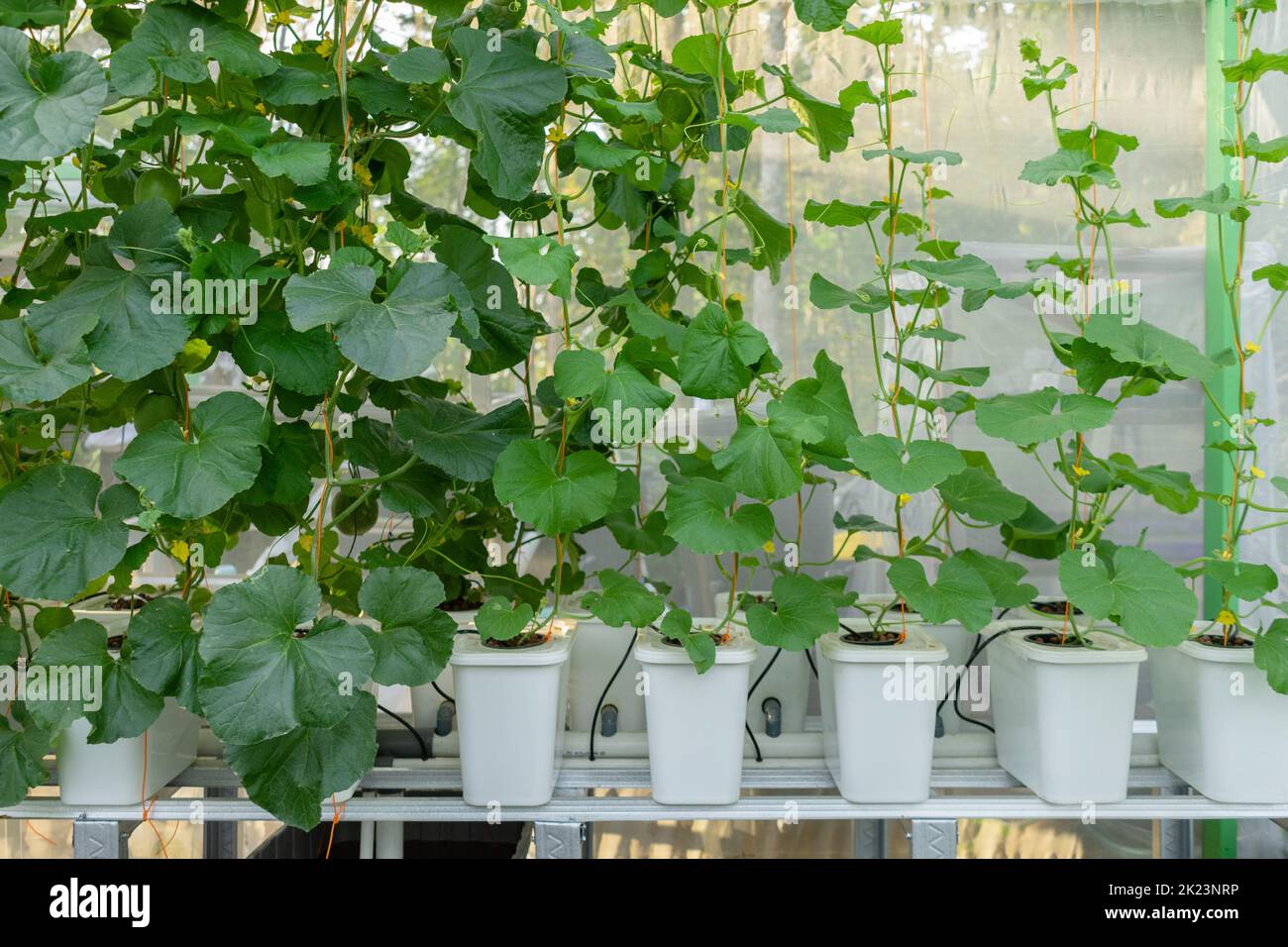 Hydroponics farming system hi-res stock photography and images - Alamy