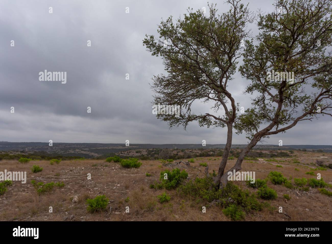 Mesquite tree bark hi-res stock photography and images - Alamy