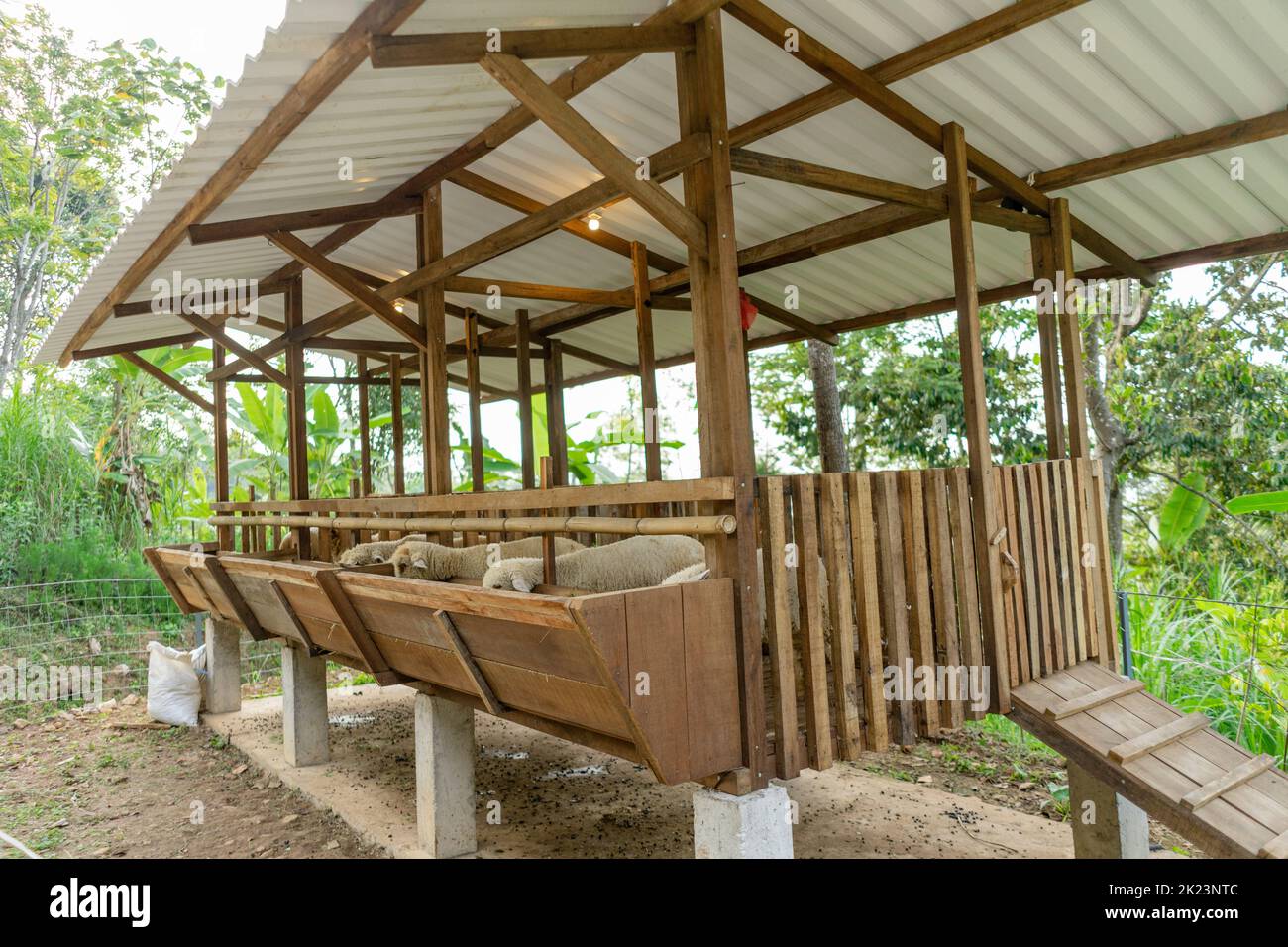 Merino sheep farm or Ovis aries eat grass at a clean wooden sheepfold ...