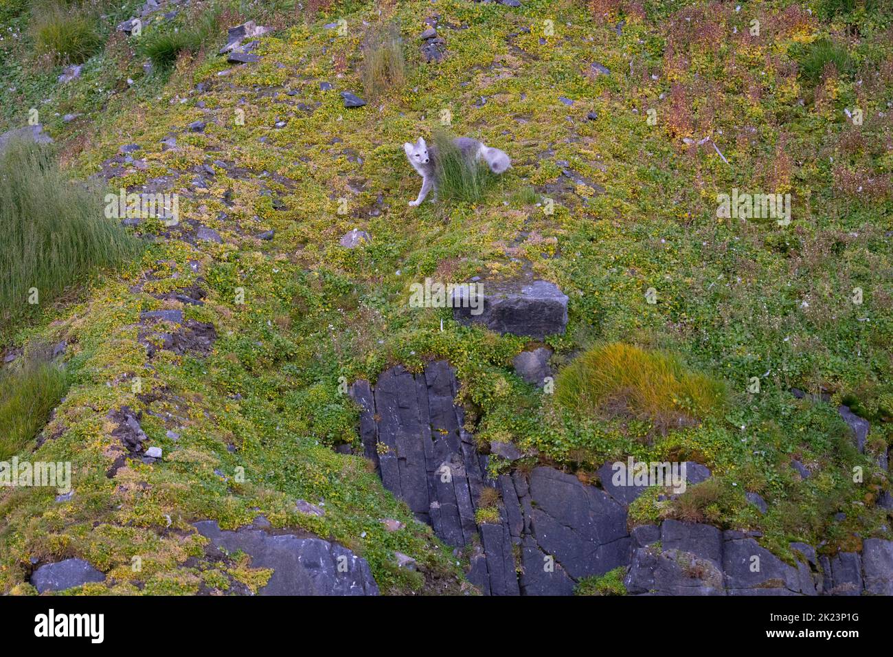 Arctic Fox (Vulpes lagopus) adult in summer pelage, in the tundra ...
