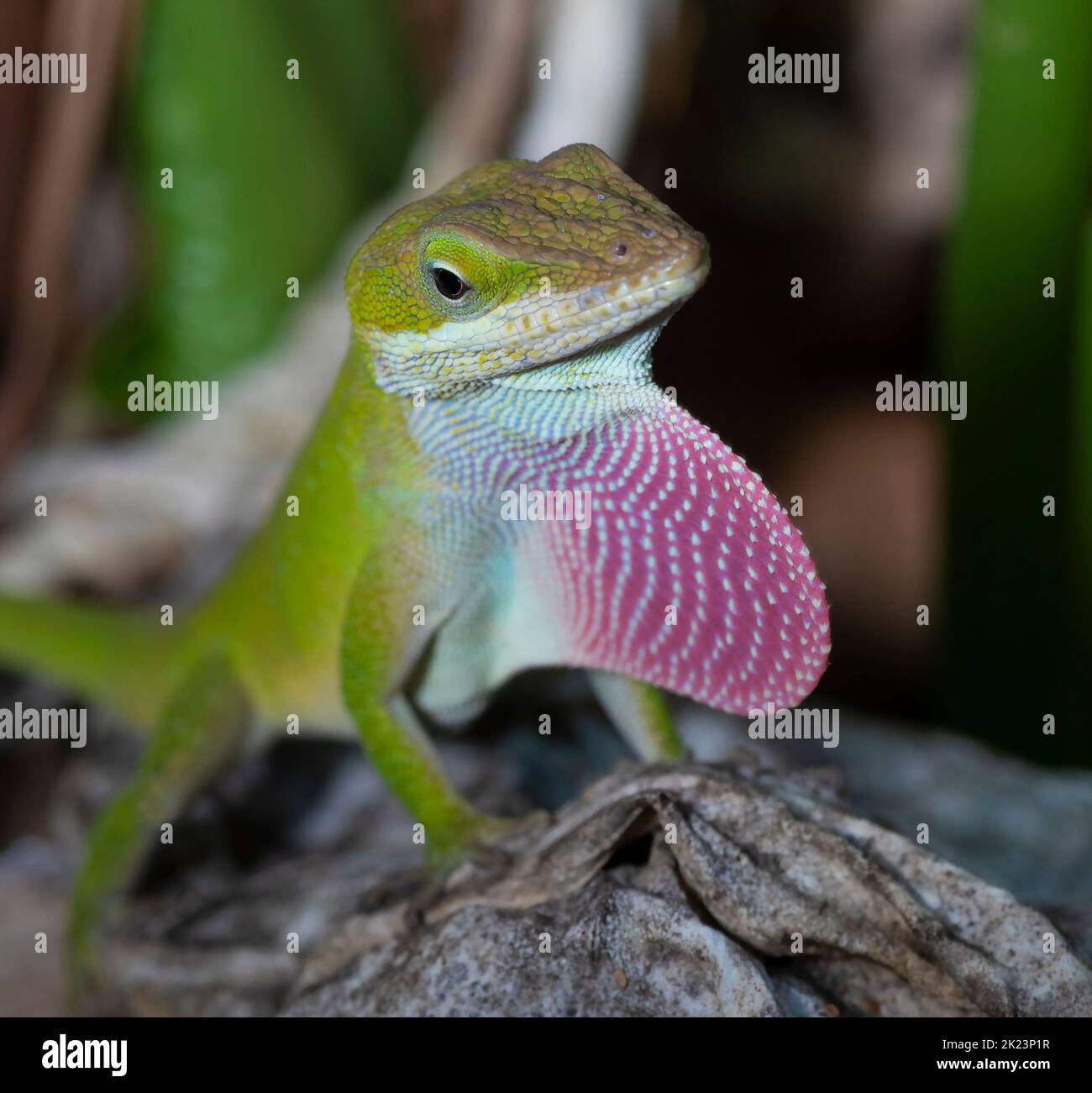 Gecko trying to attract a mate in North Carolina outdoors Stock Photo ...