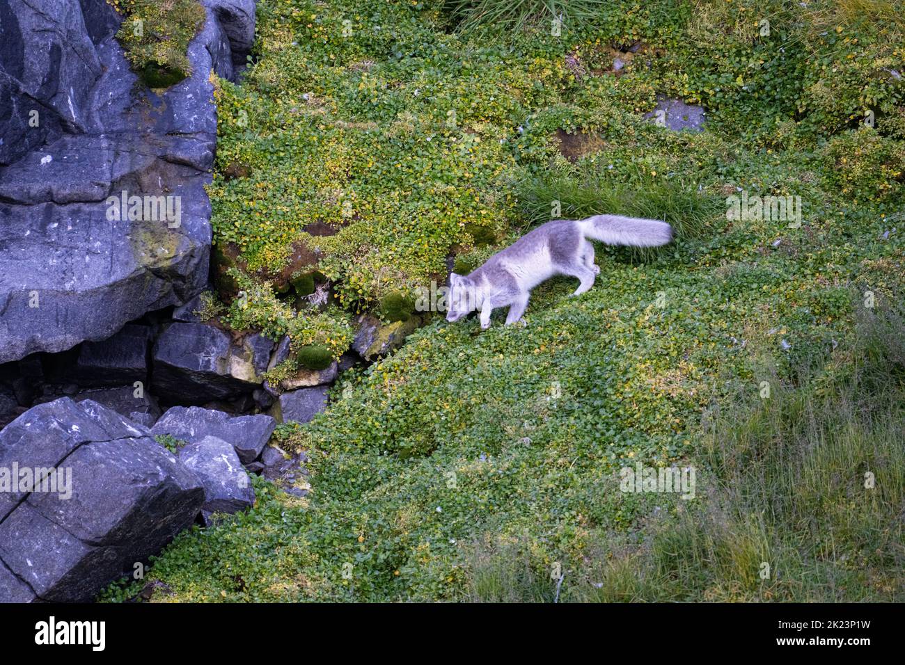 Arctic Fox (Vulpes lagopus) adult in summer pelage, in the tundra ...