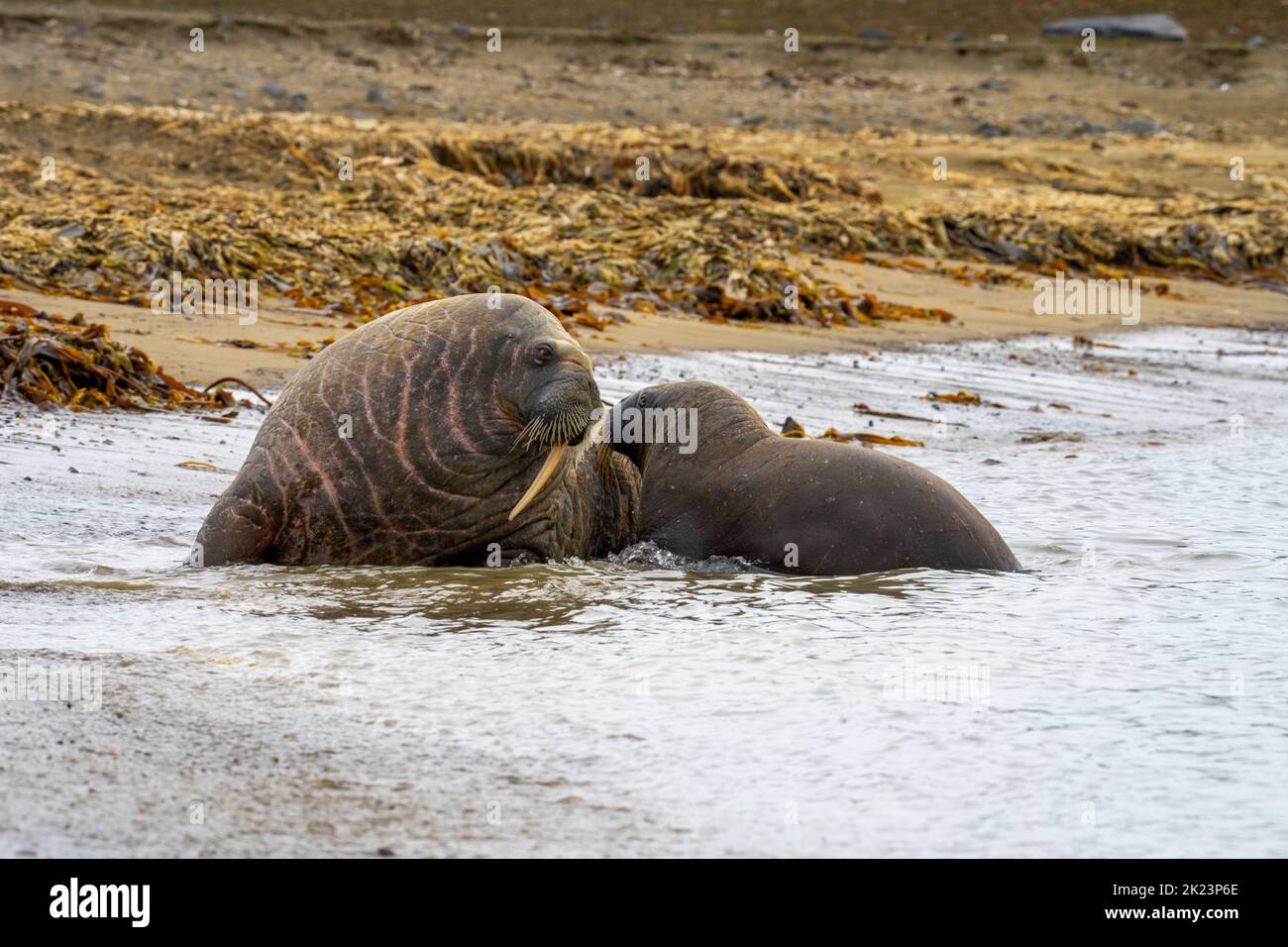 Atlantic walrus (Odobenus rosmarus). This large, gregarious relative of the seal has tusks that ...