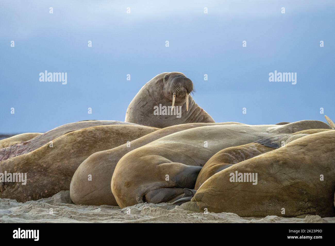 Atlantic walrus (Odobenus rosmarus). This large, gregarious relative of the seal has tusks that ...