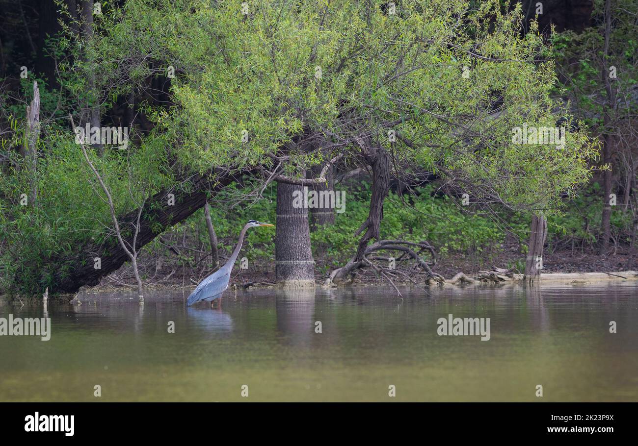 Great blue heron fishing along the shores of Jordan Lake in North ...