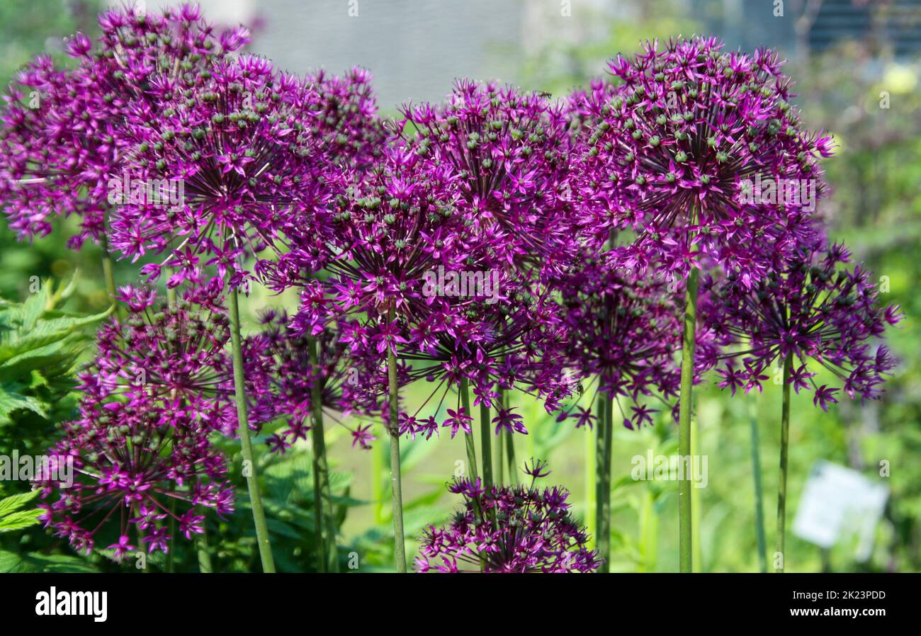 Purple Alaskan wildflower Photographed near Homer, Alaska. Homer is a ...