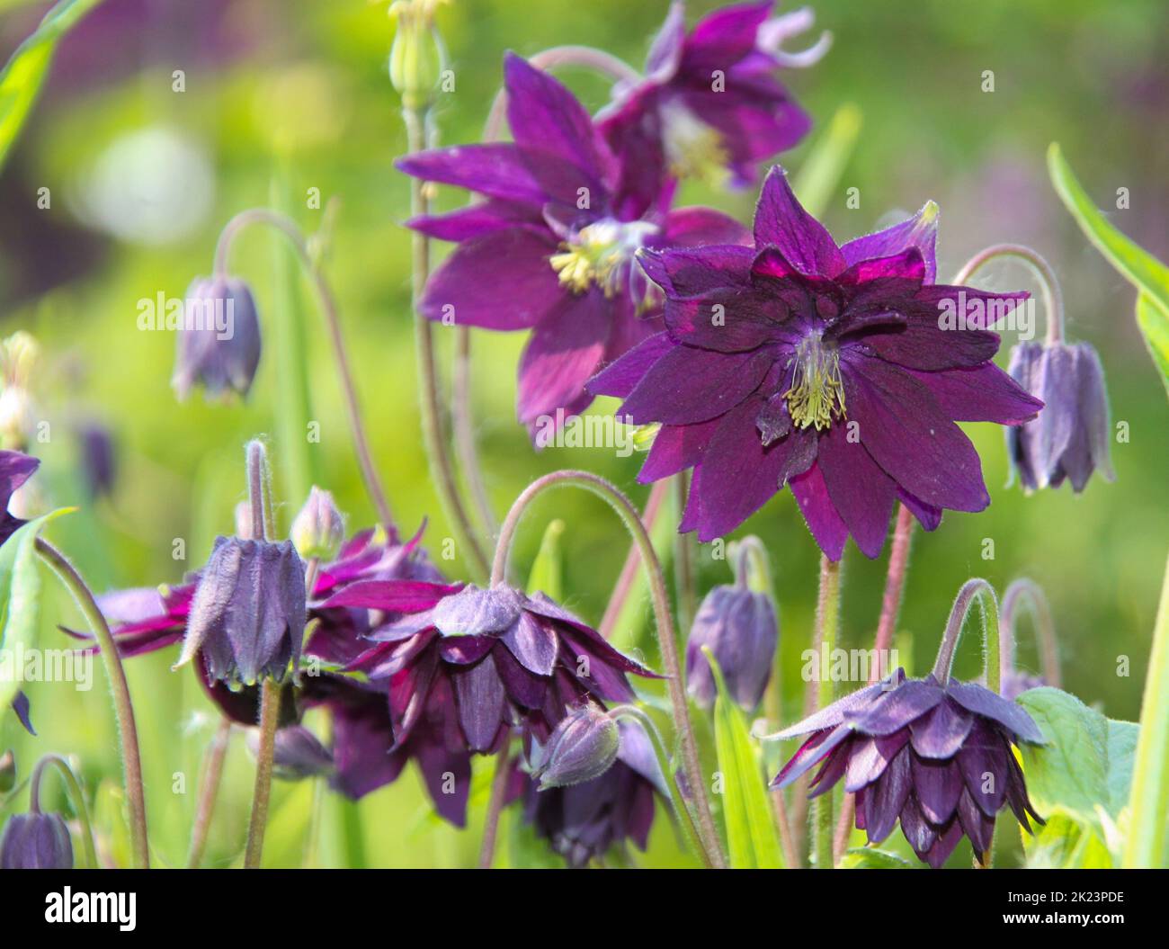 Purple Alaskan wildflower Photographed near Homer, Alaska. Homer is a ...