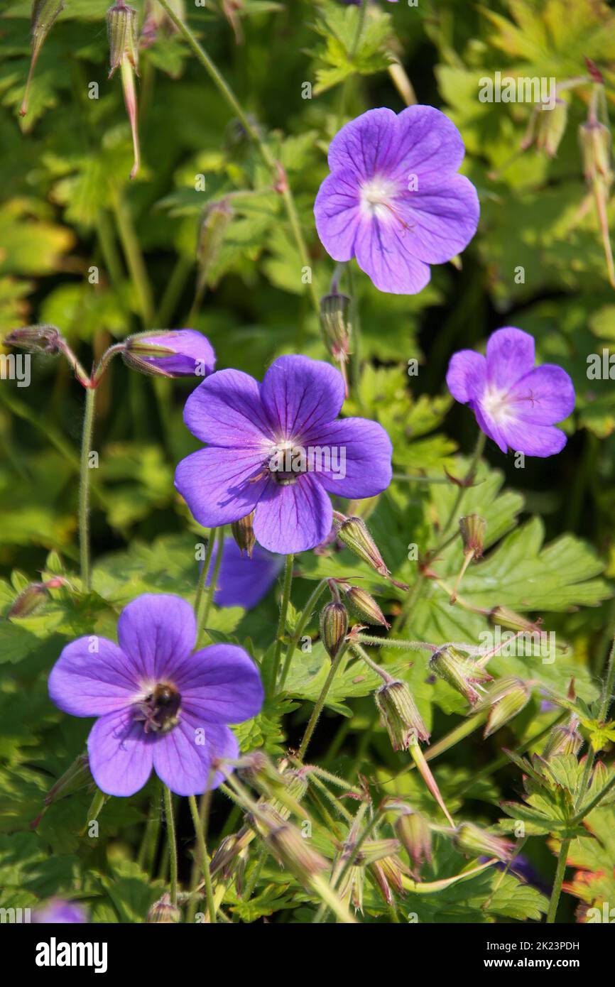 Purple Alaskan wildflower Photographed near Homer, Alaska. Homer is a ...