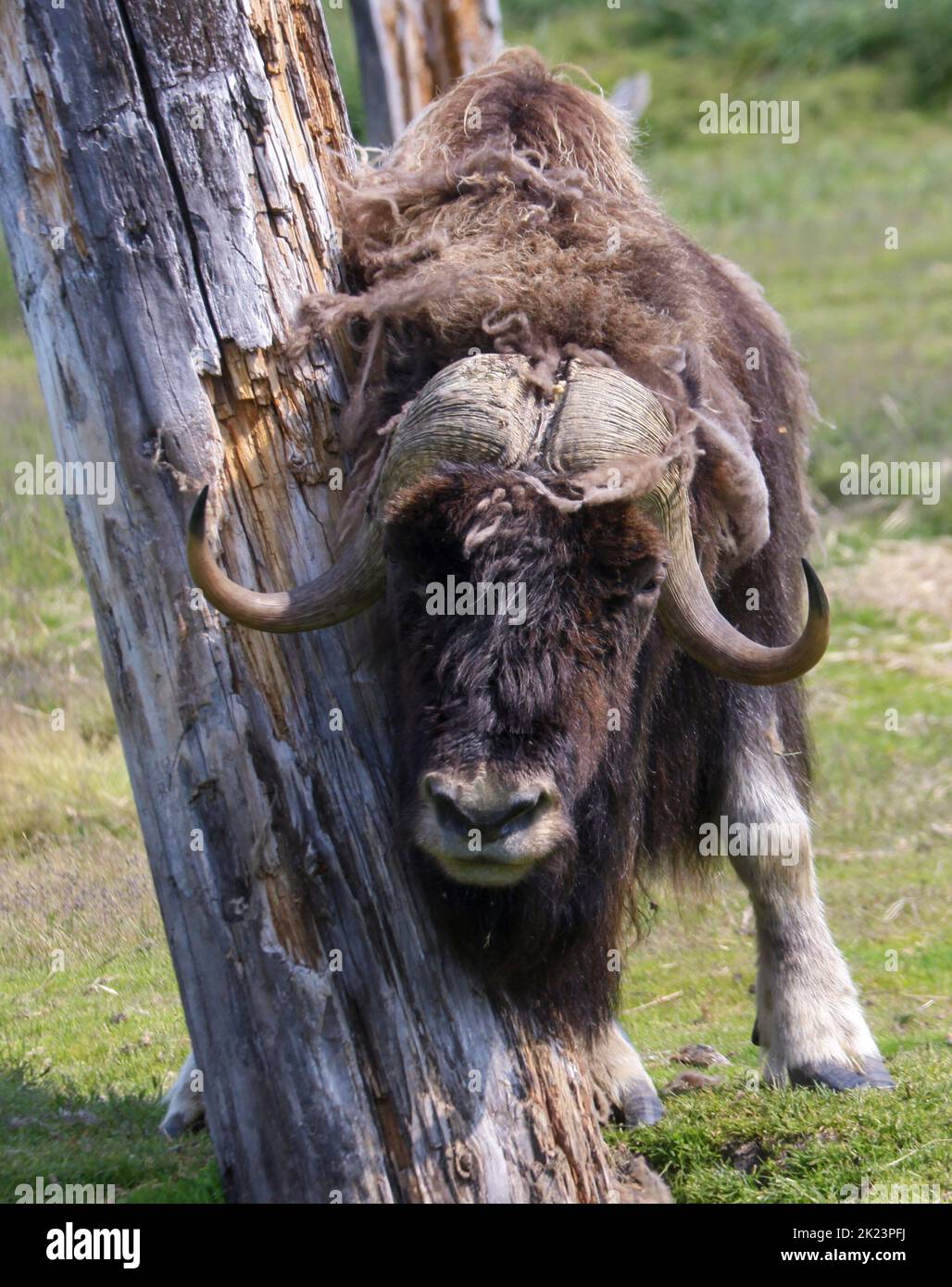 Muskox ovibos moschatus males hi-res stock photography and images - Alamy