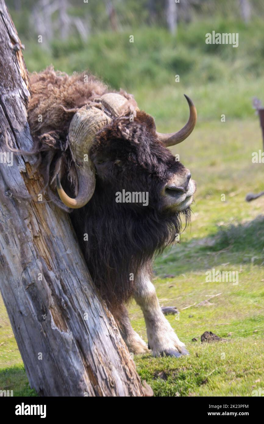Muskox ovibos moschatus male hi-res stock photography and images - Alamy