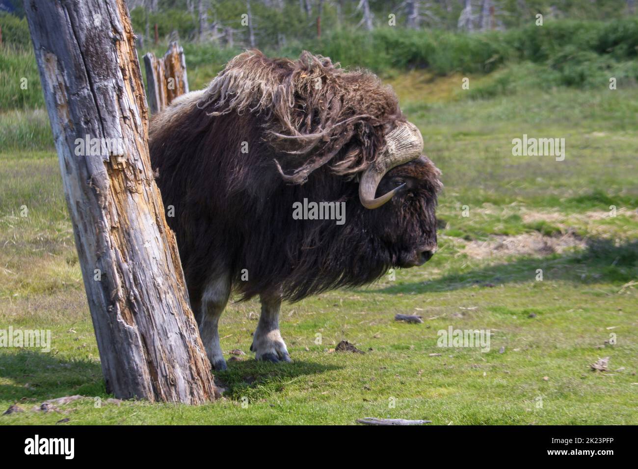 Muskox ovibos moschatus males hi-res stock photography and images - Alamy