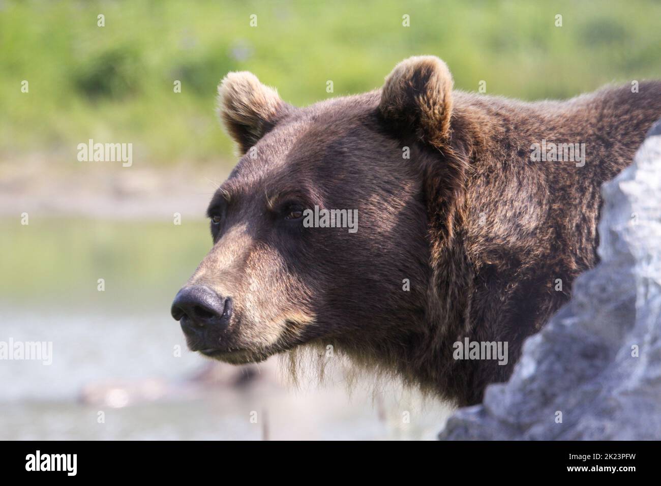 Grizzly bear Animal Park Homer, Alaska Stock Photo - Alamy