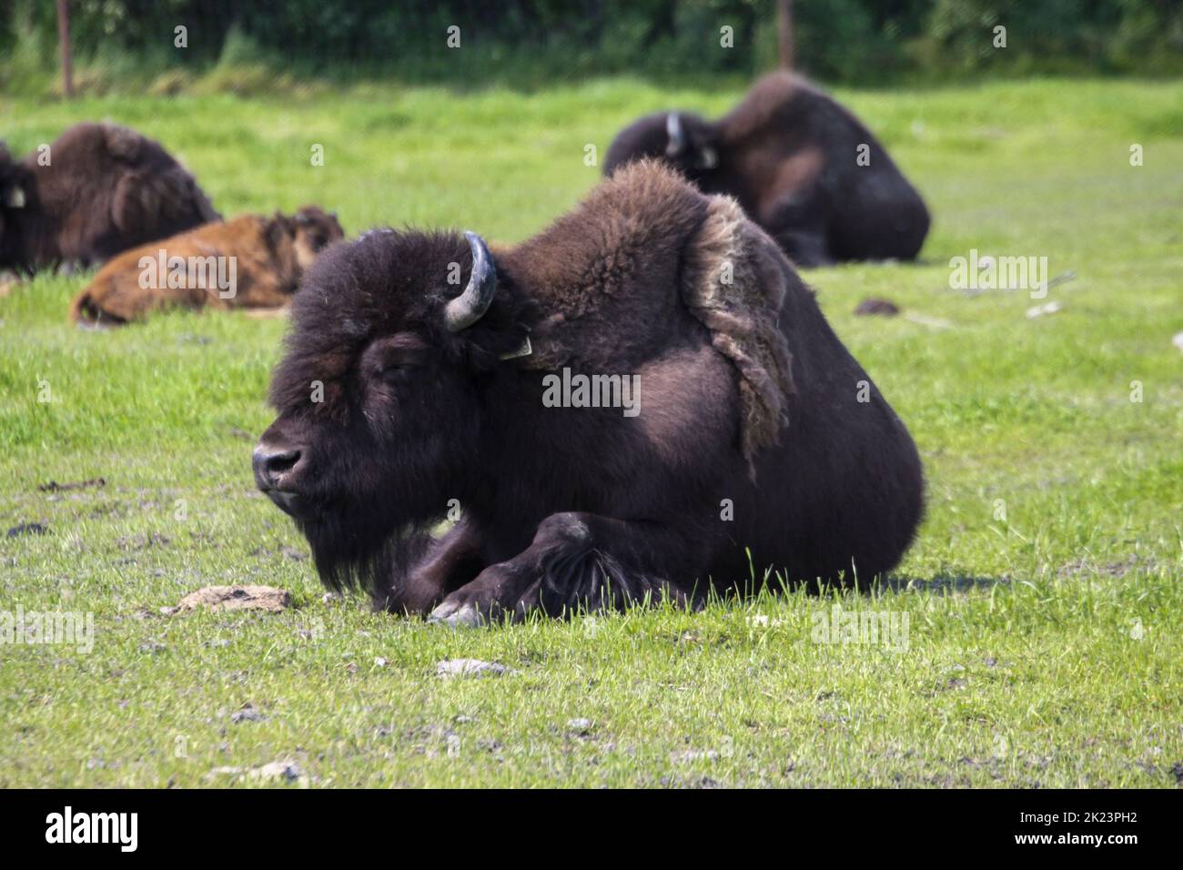 Free roaming wild Wood Bison (Bison bison) Animal Park Homer, Alaska ...