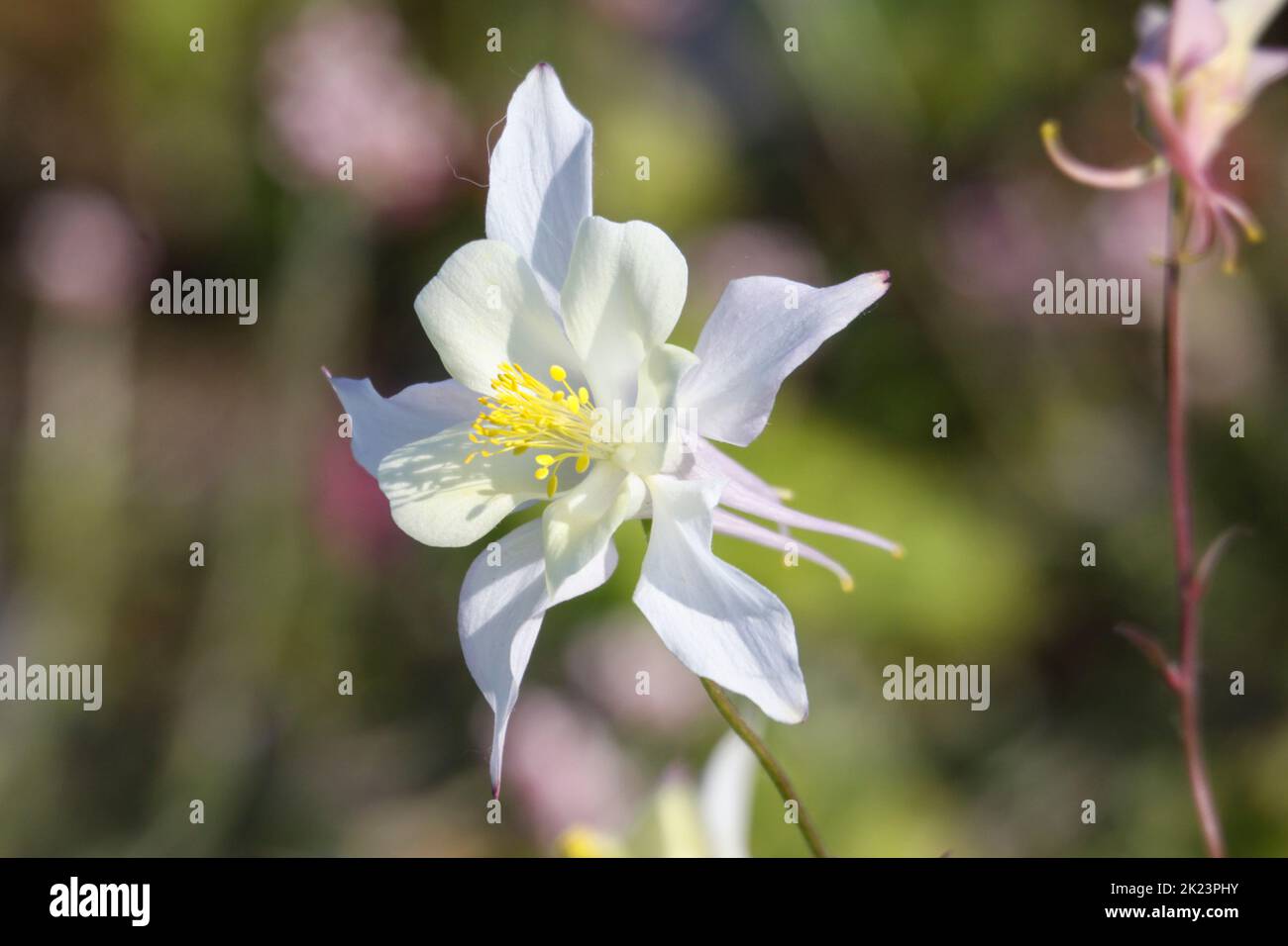 Yellow and white Alaskan wildflower Photographed near Homer, Alaska ...