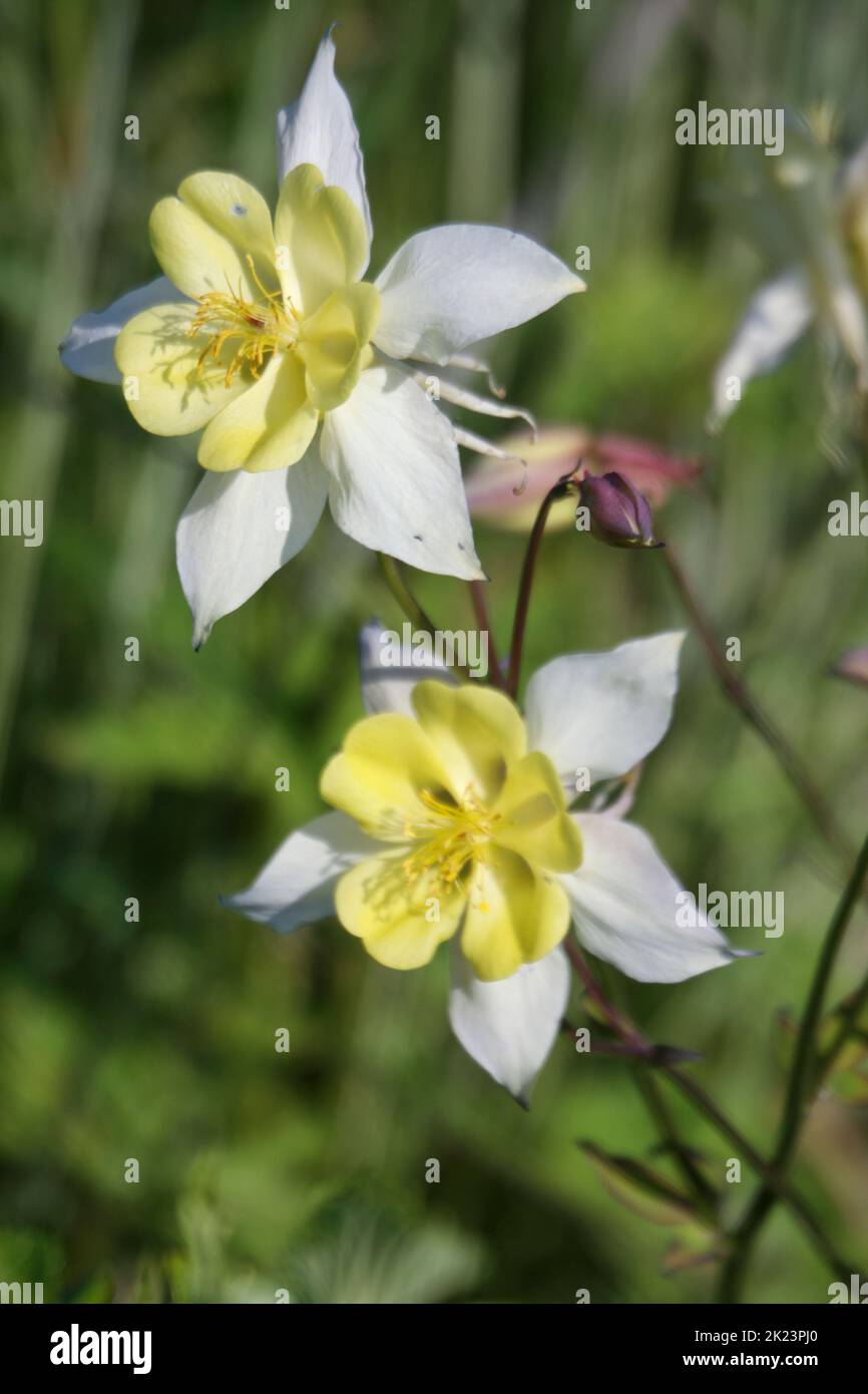 Yellow and white Alaskan wildflower Photographed near Homer, Alaska ...