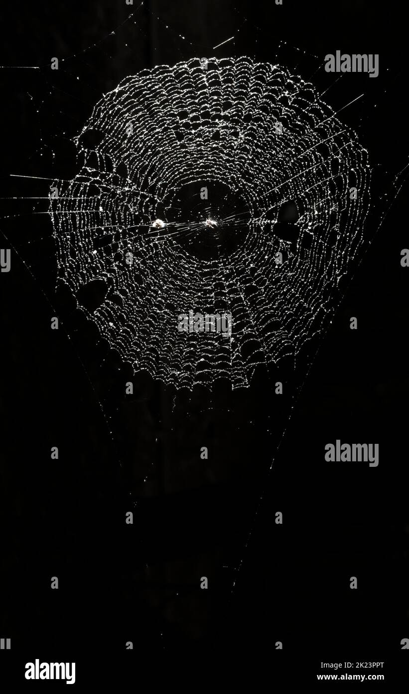 Cobweb with lots stuck on in bright white with a black background Stock ...