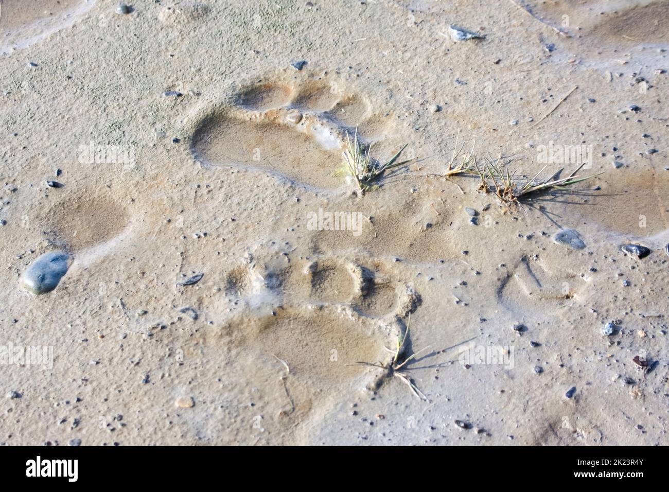 footprint of a Grizzly bear aka Brown Bear (Ursus arctos) Posing in ...