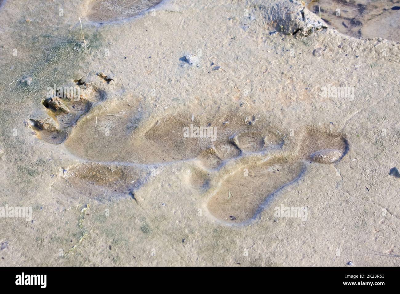 footprint of a Grizzly bear aka Brown Bear (Ursus arctos) Posing in ...