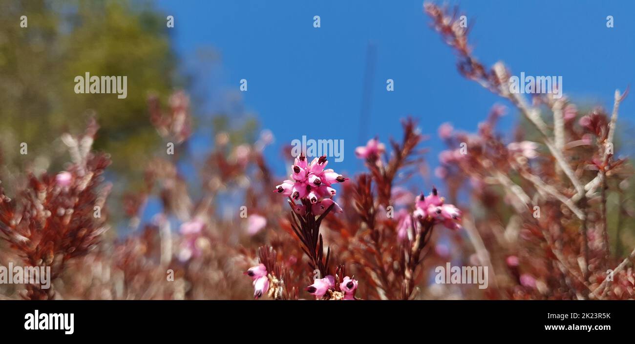 the beautiful heather flower Stock Photo - Alamy