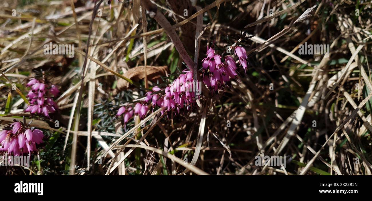 the beautiful heather flower Stock Photo - Alamy