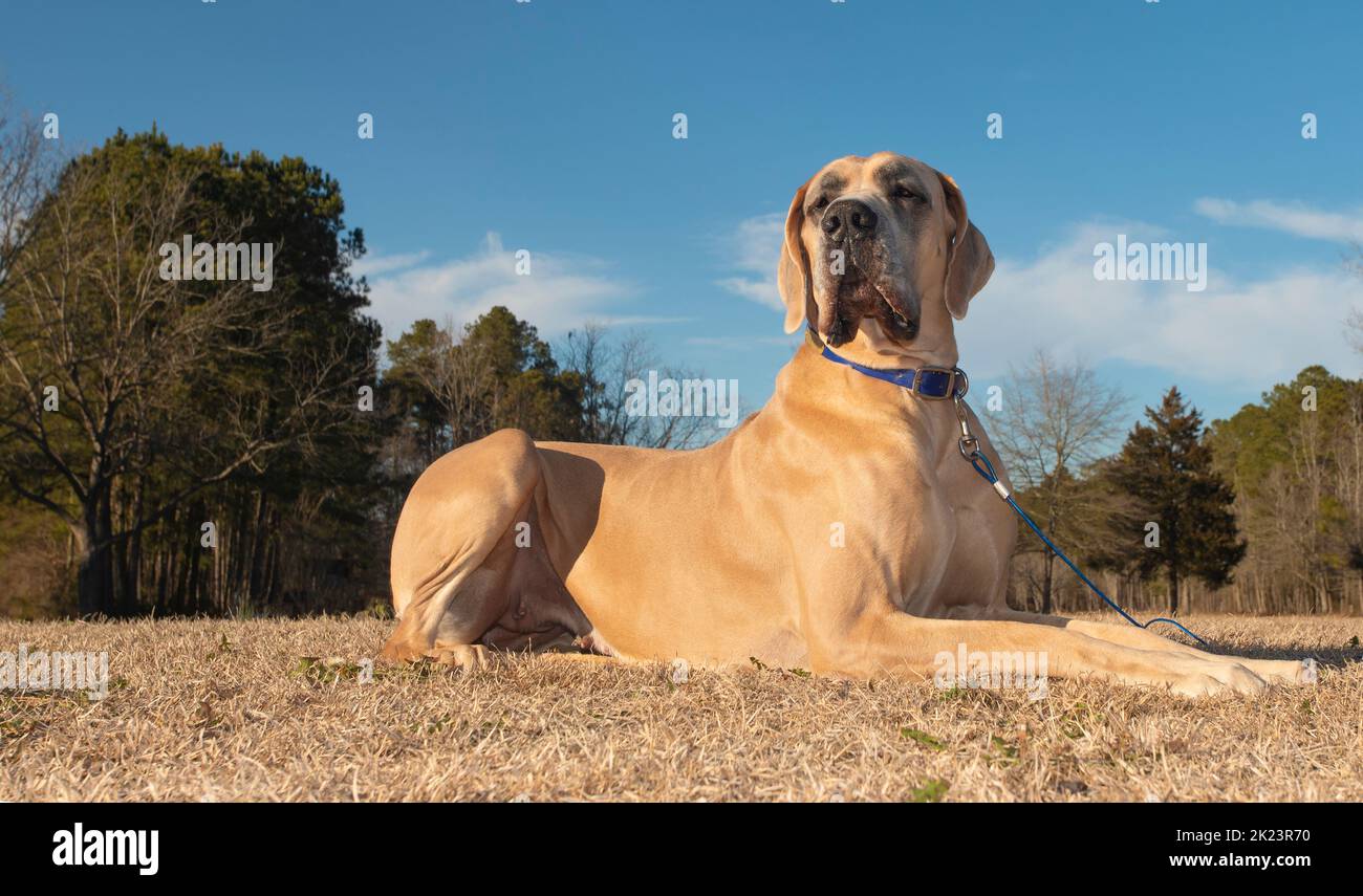 Purebred Great Dane with brown coat laying down outside Stock Photo - Alamy