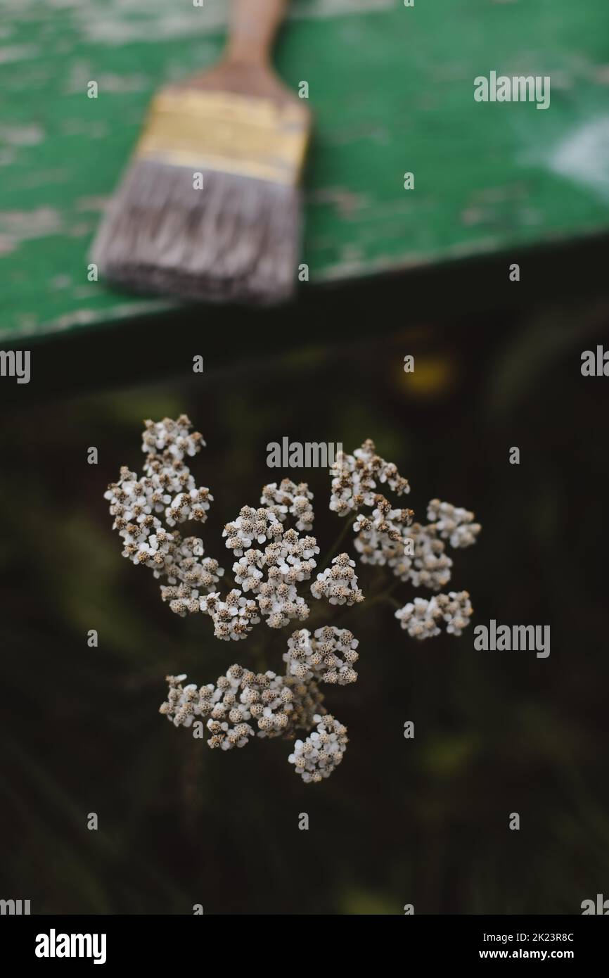 Umbelliferous blossom hi-res stock photography and images - Alamy
