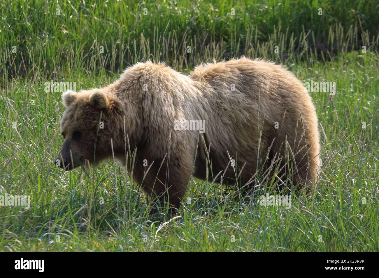 Grizzly bear aka Brown Bear (Ursus arctos) Posing in Remote Katmai ...