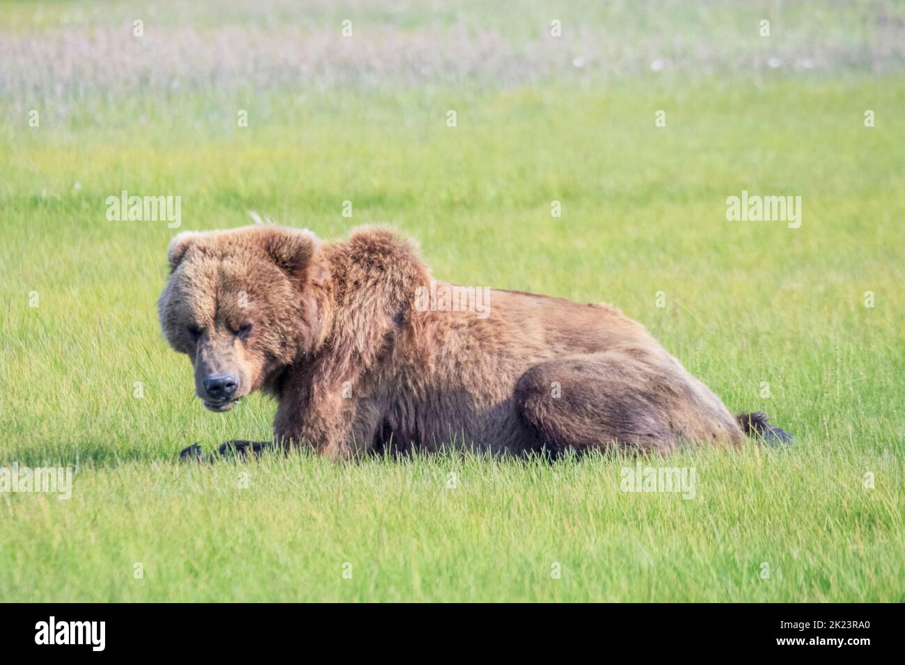 Grizzly bear aka Brown Bear (Ursus arctos) Posing in Remote Katmai ...