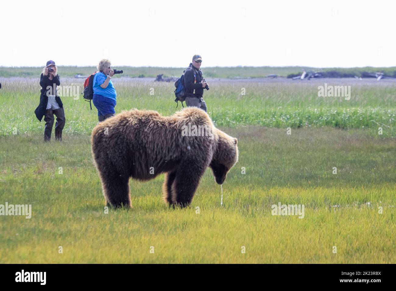 Grizzly bear aka Brown Bear (Ursus arctos) Posing in Remote Katmai ...